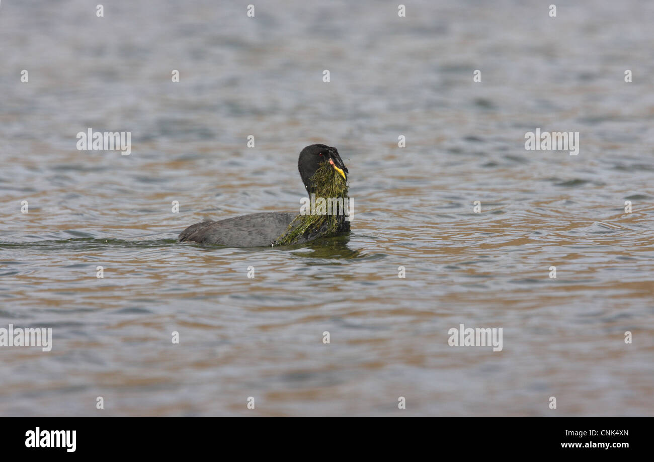 Horned coot nest hi-res stock photography and images - Alamy