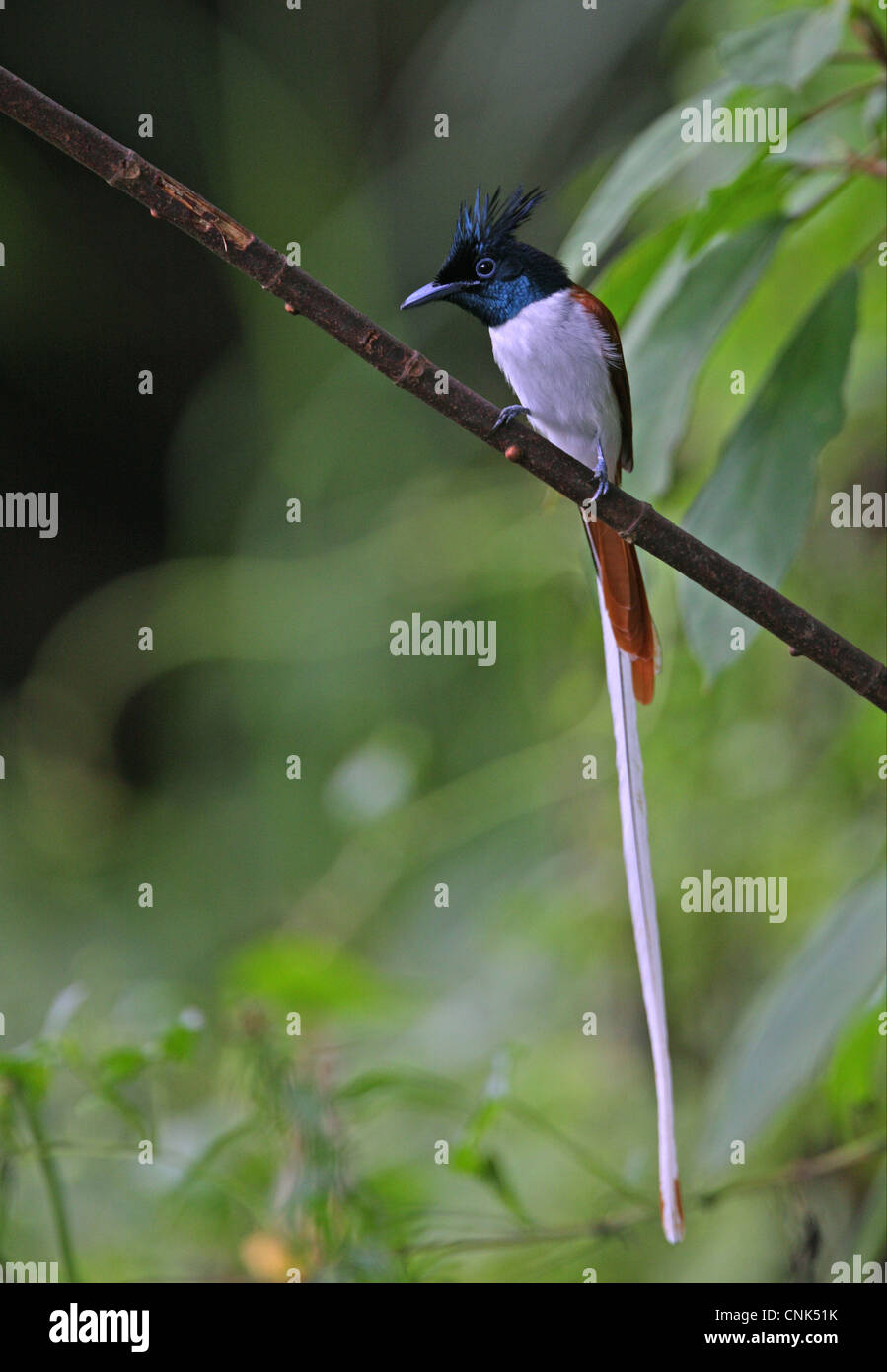 Asian Paradise-flycatcher (Terpsiphone paradisi paradisi) adult male ...