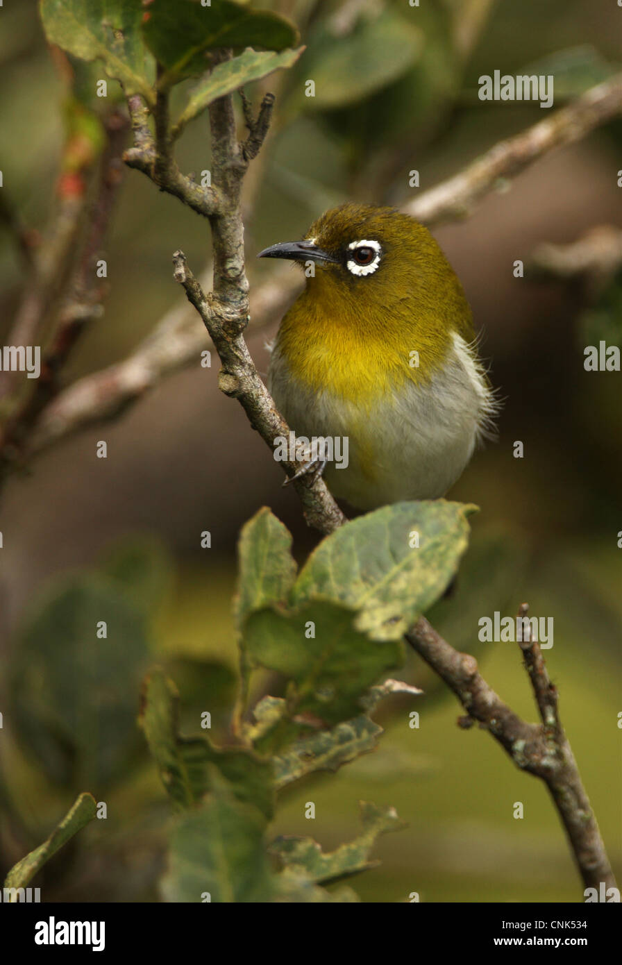 Ceylon White-eye (Zosterops ceylonensis) adult, perched on twig, Horton ...