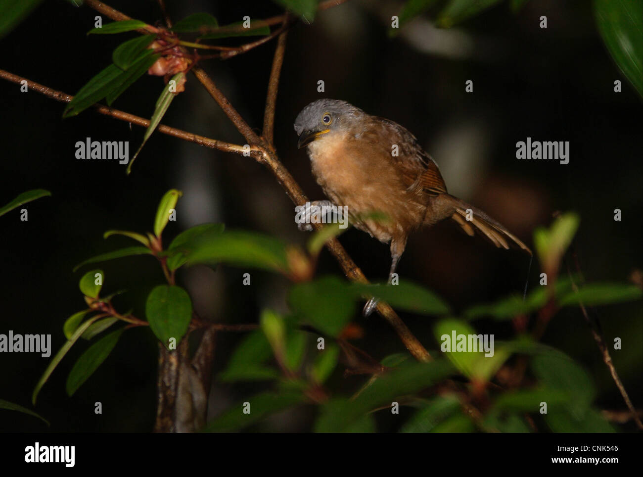 Ashy-headed Laughingthrush (Garrulax cinereifrons) adult, perched on ...