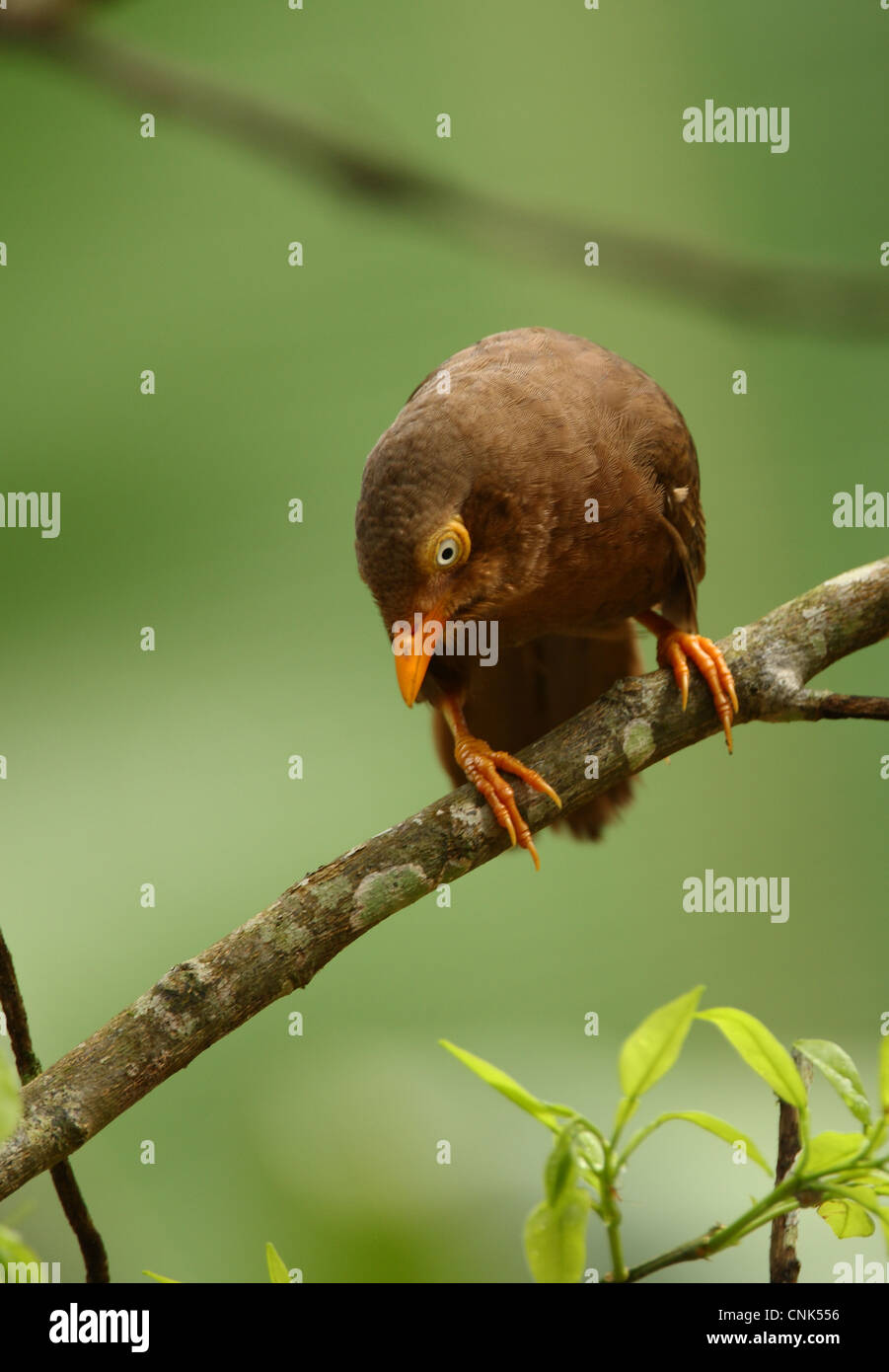 Ceylon rufous babbler hi-res stock photography and images - Alamy