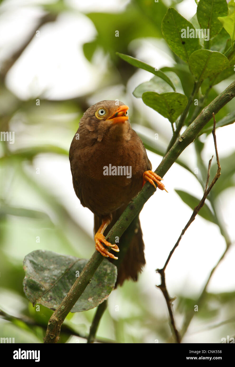 Orange-billed Babbler (Turdoides rufescens) adult, feeding, perched in ...