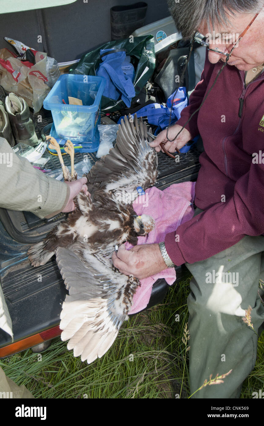 Western Marsh Harrier Circus aeruginosus chick being held by ...