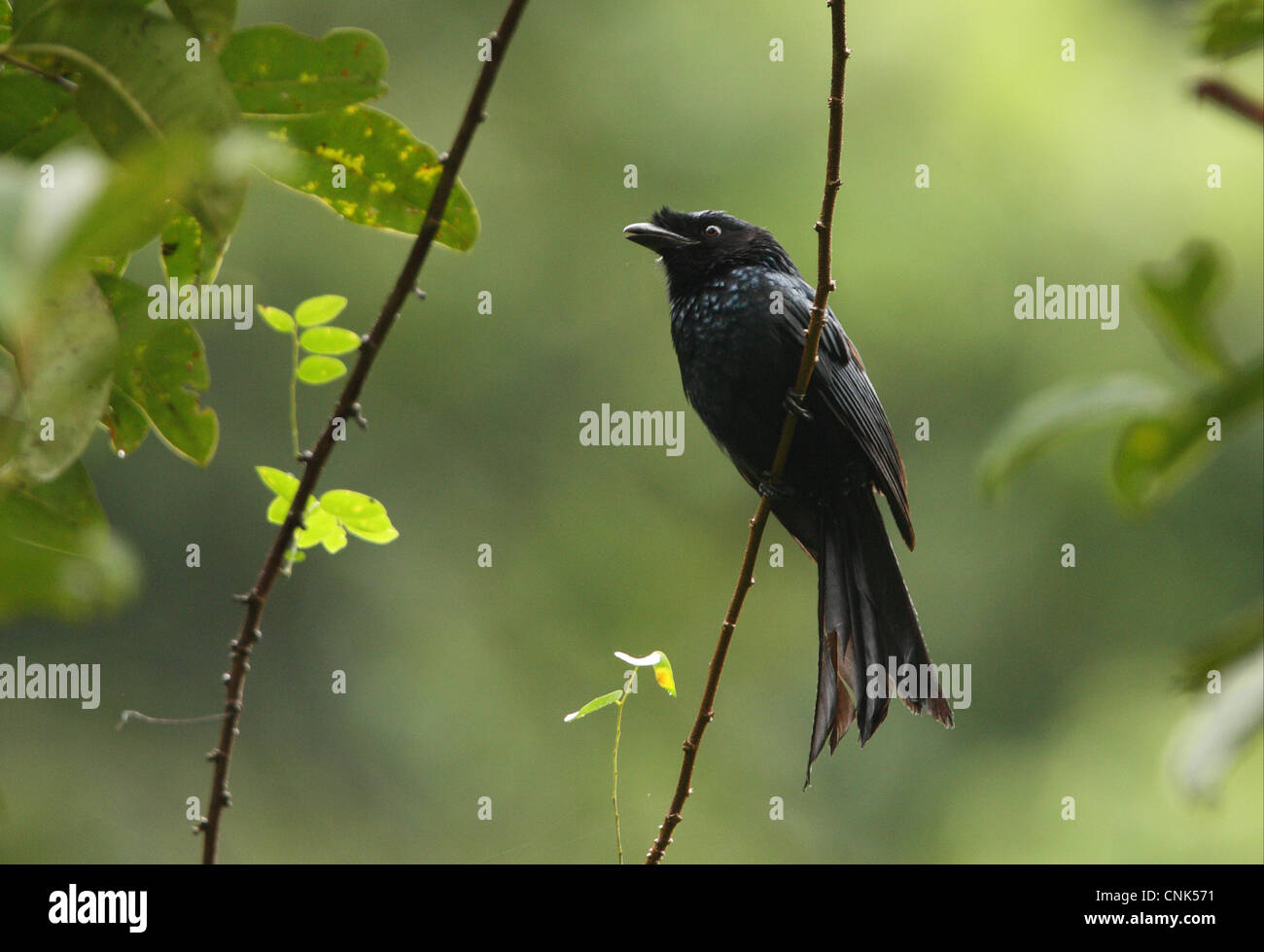 Ceylon crested drongo High Resolution Stock Photography and Images - Alamy