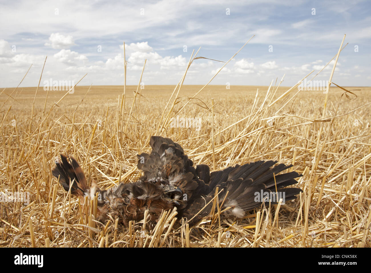 Dead chicks farm hi-res stock photography and images - Alamy