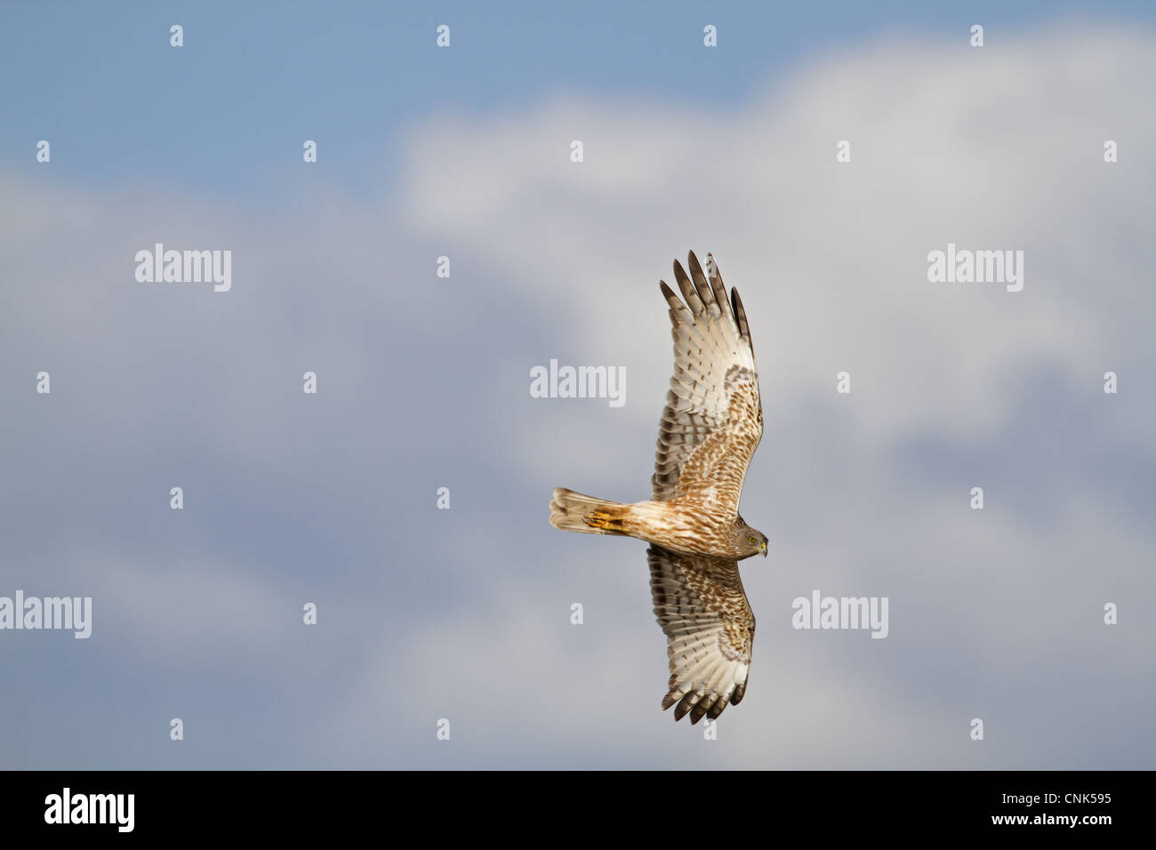 Swamp Harrier (Circus approximans) adult, in flight, New Zealand ...