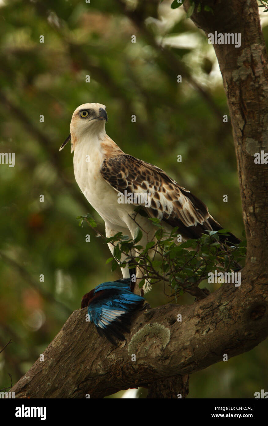 Changeable Hawk-eagle Spizaetus cirrhatus ceylanensis endemic race sub ...