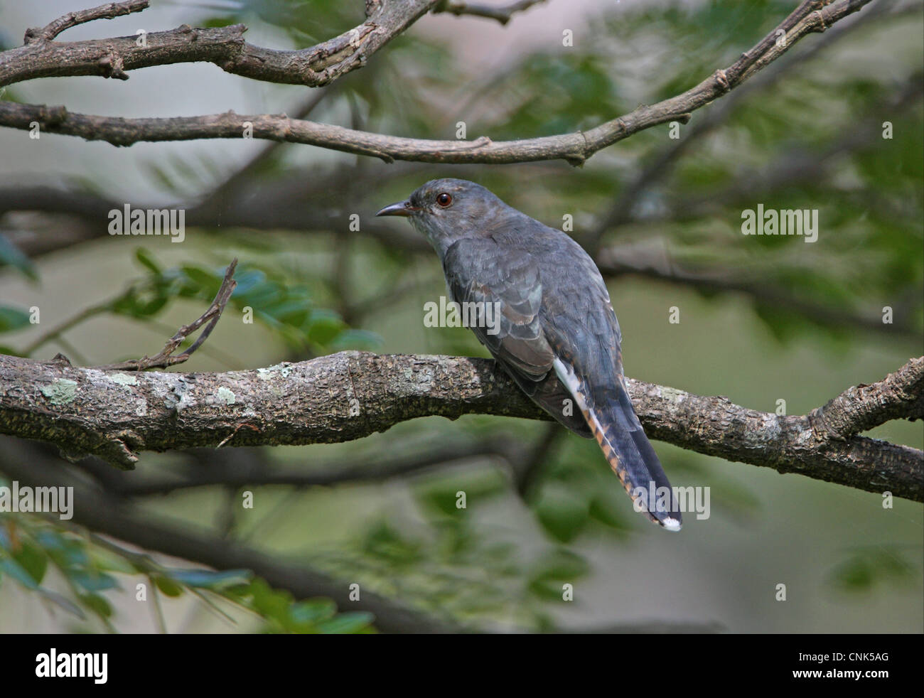 Grey bellied cuckoos hi-res stock photography and images - Alamy