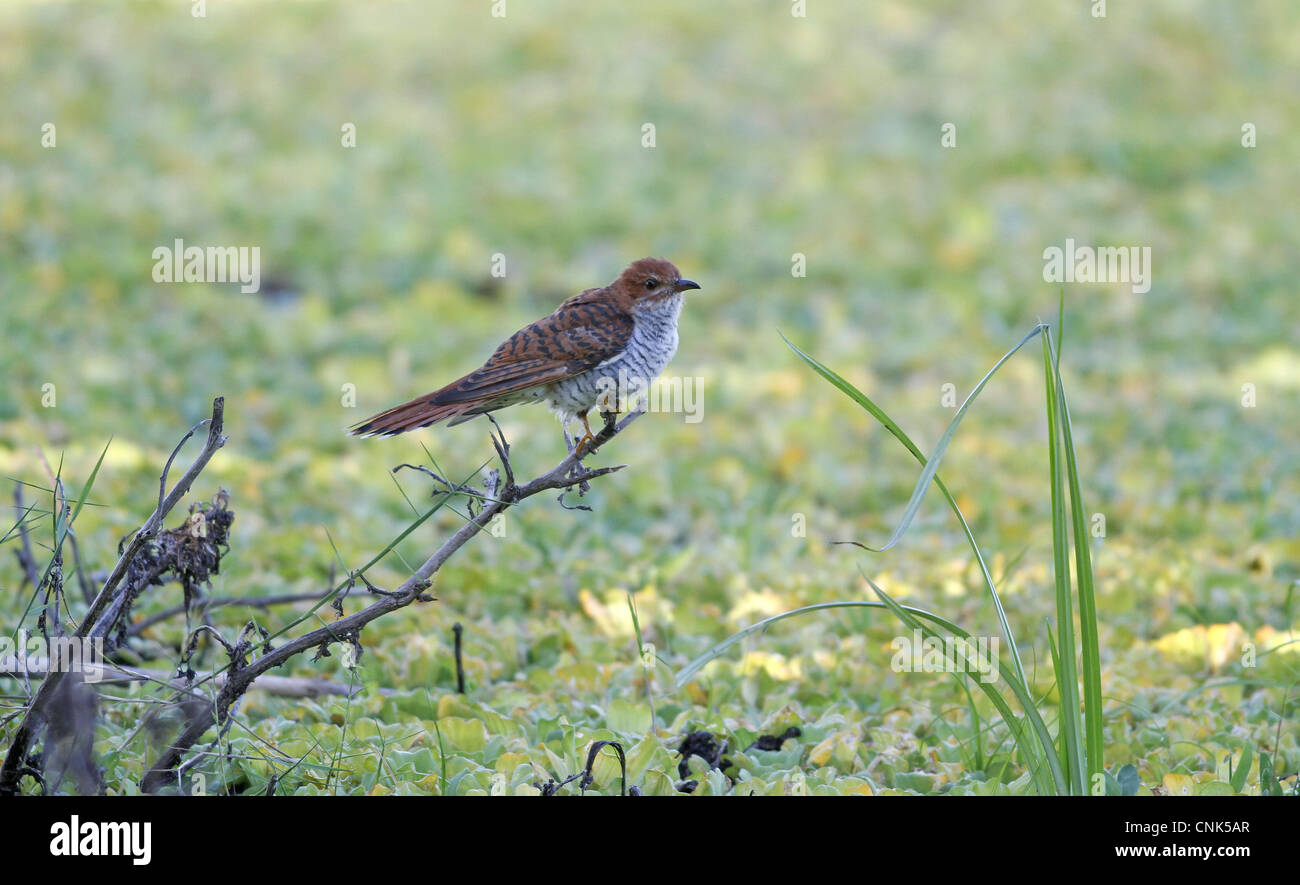 Grey-bellied Cuckoo (Cacomantis passerinus) hepatic form, adult female ...
