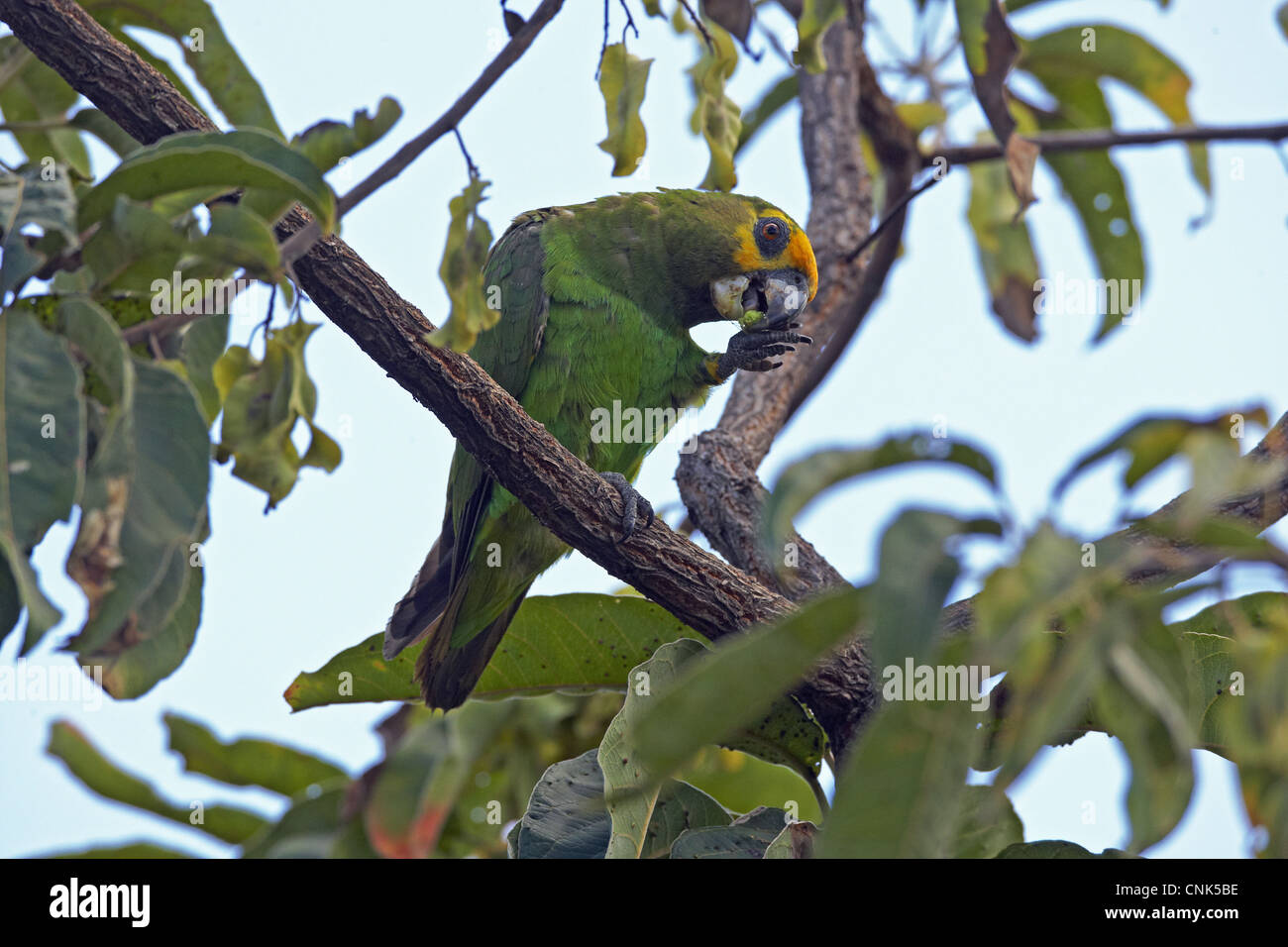 Yellow-fronted Parrot (Poicephalus flavifrons) adult, feeding, perched ...