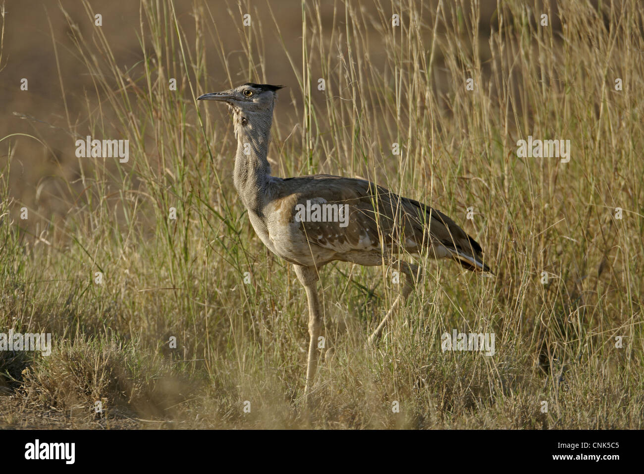 Arabian bustards hi-res stock photography and images - Alamy