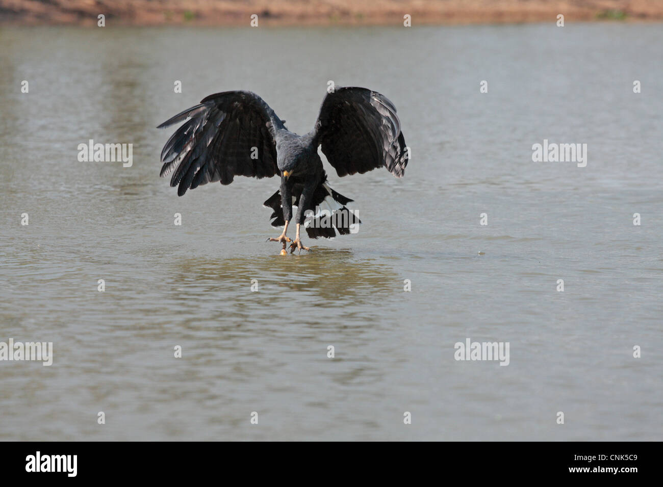Great Black Hawk Buteogallus urubitinga adult flight catching dead fish ...