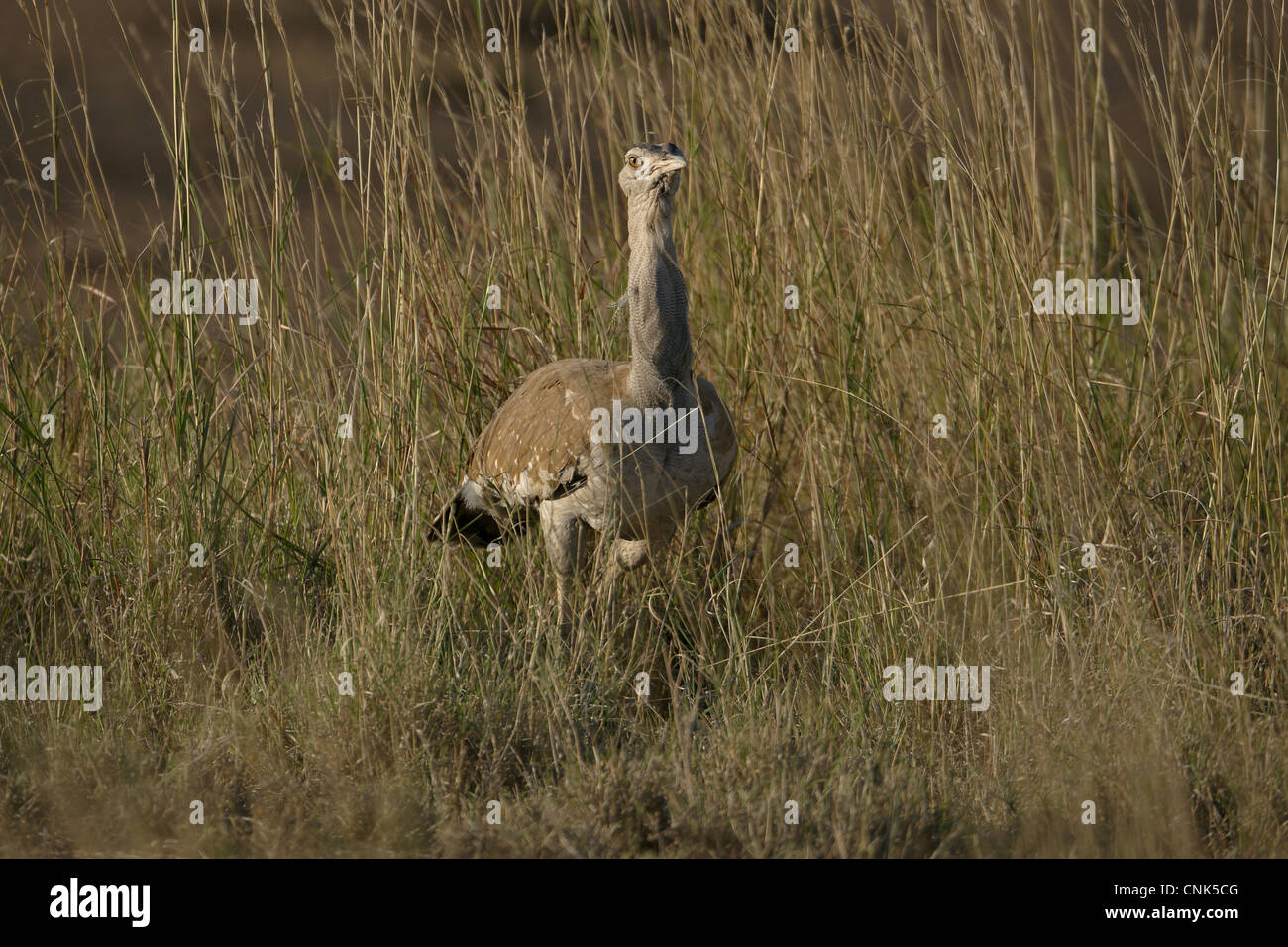 Arabian bustards hi-res stock photography and images - Alamy