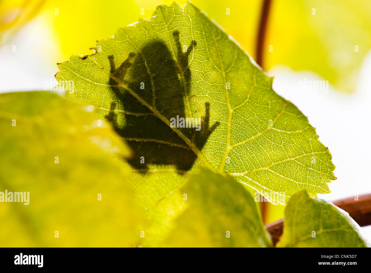 Oregon frog hi-res stock photography and images - Alamy