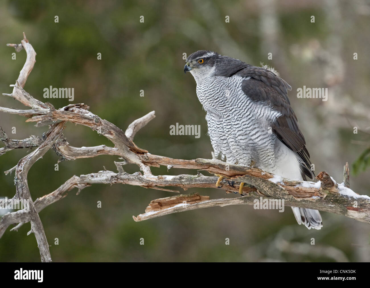 Adult Northern Goshawk