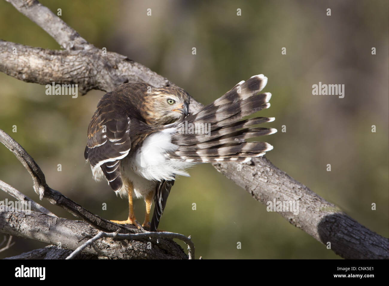 Tail feathers goshawk hi-res stock photography and images - Alamy