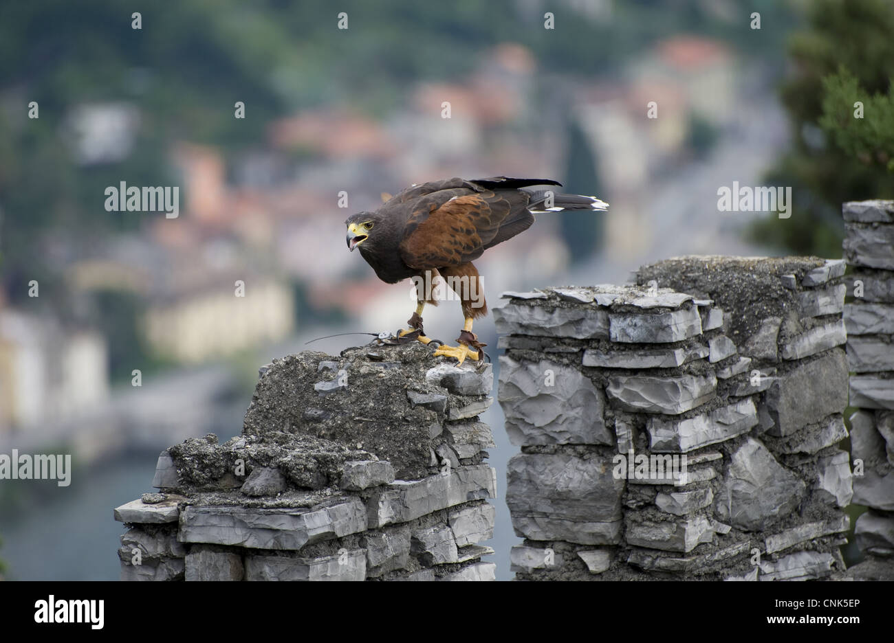 South american harriss hawk hi-res stock photography and images - Alamy