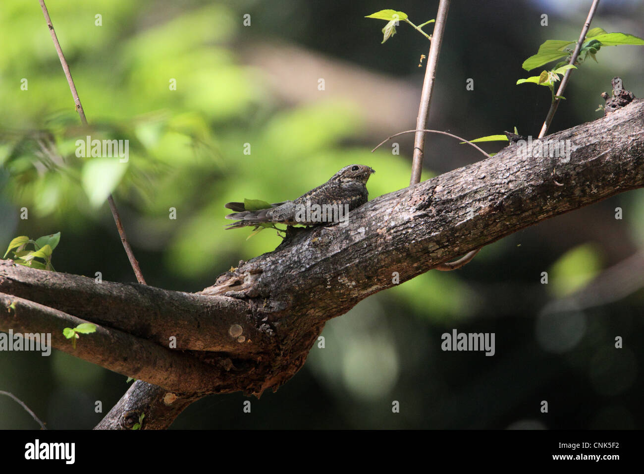 Lesser Nighthawk (Chordeiles acutipennis) adult, roosting on branch in ...