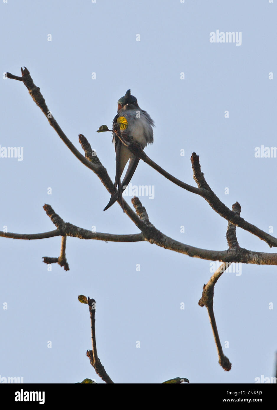 Grey subspecies hi-res stock photography and images - Alamy
