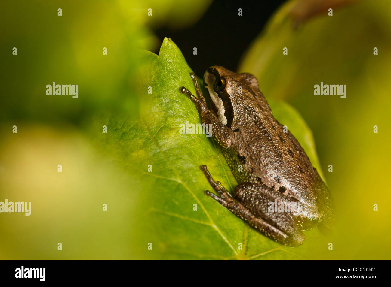 Oregon frog hi-res stock photography and images - Alamy