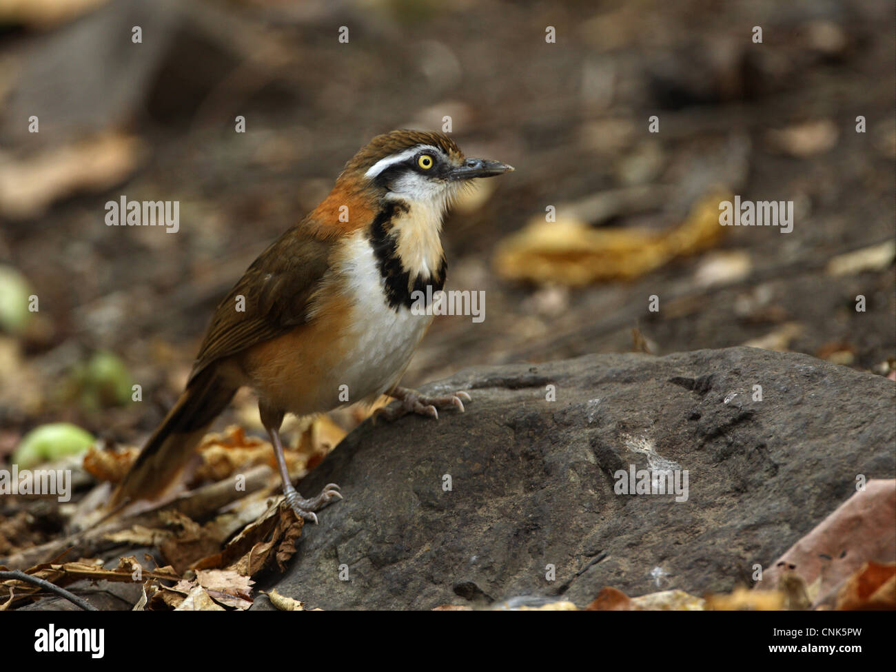 Lesser Necklaced Laughingthrush (Garrulax monileger) adult, standing on ...