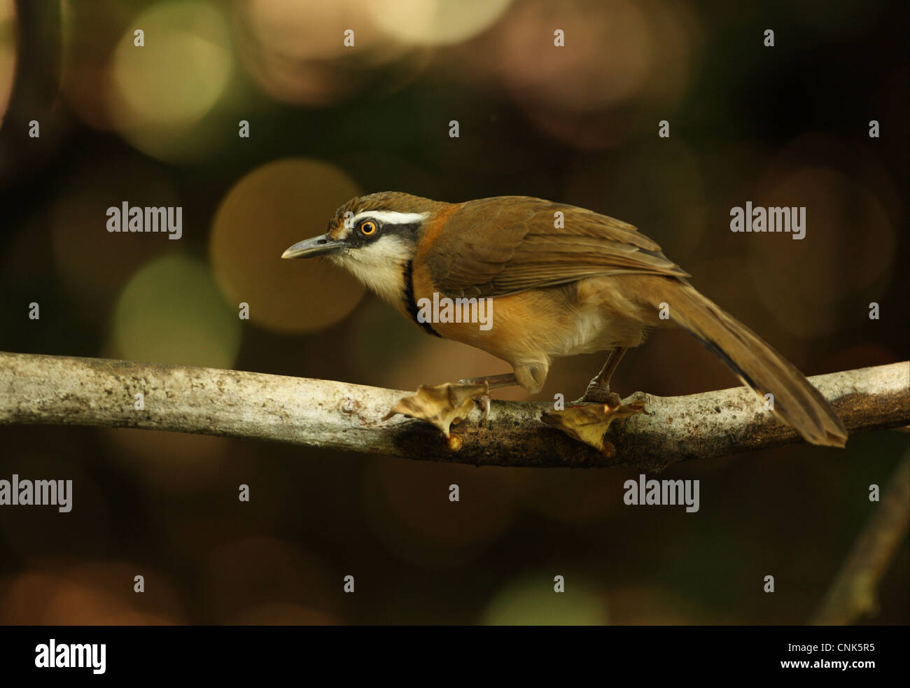 Lesser Necklaced Laughingthrush (Garrulax monileger) adult, perched on ...