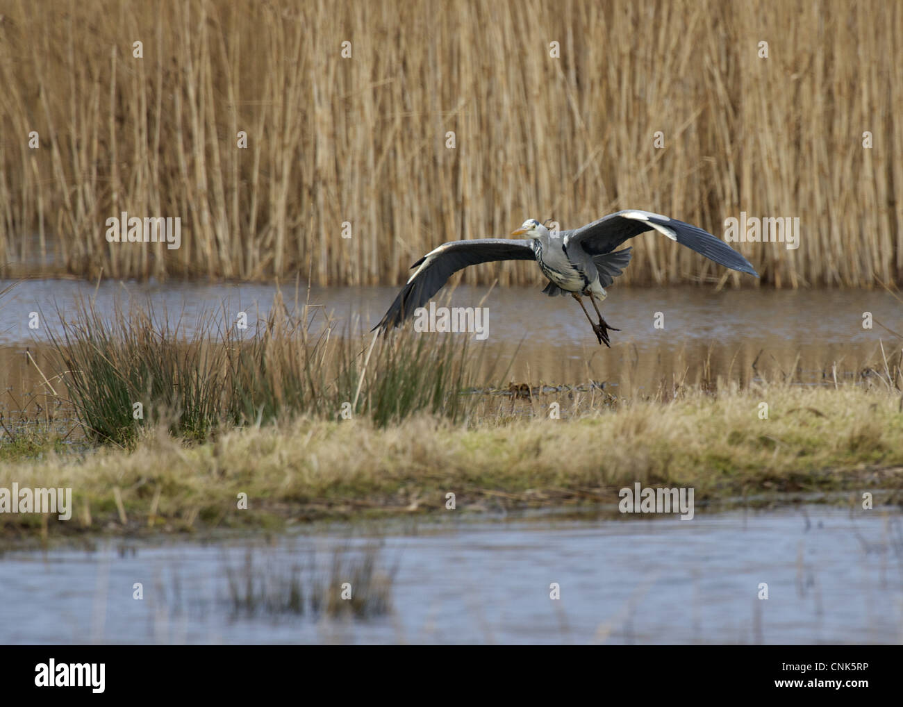 Mersehead Rspb Reserve High Resolution Stock Photography and Images - Alamy