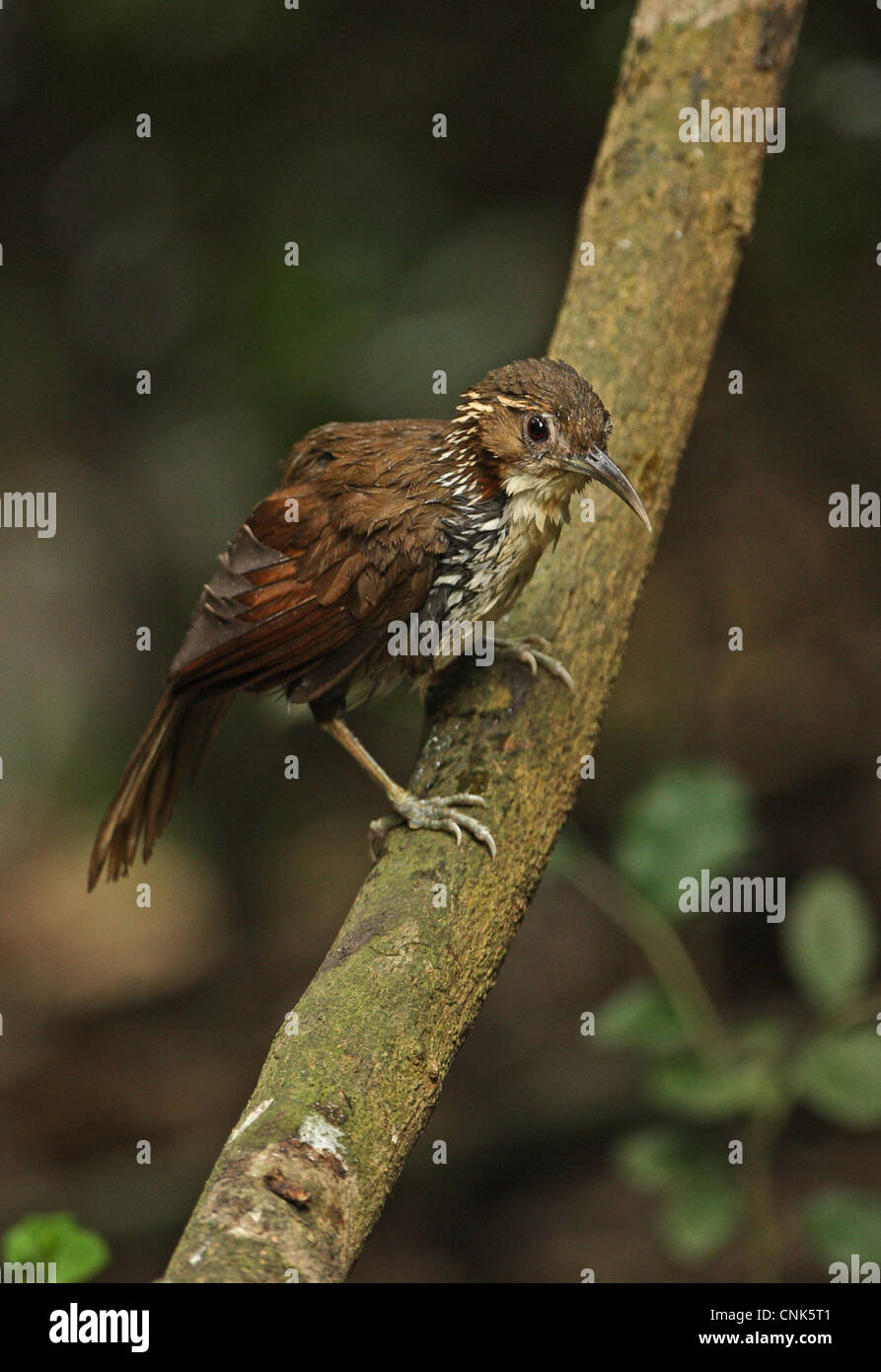 Scimitar babblers of asia hi-res stock photography and images - Alamy