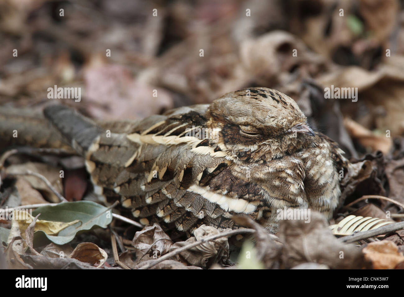 Long-tailed Nightjar (Caprimulgus climacurus) adult, sitting on forest ...