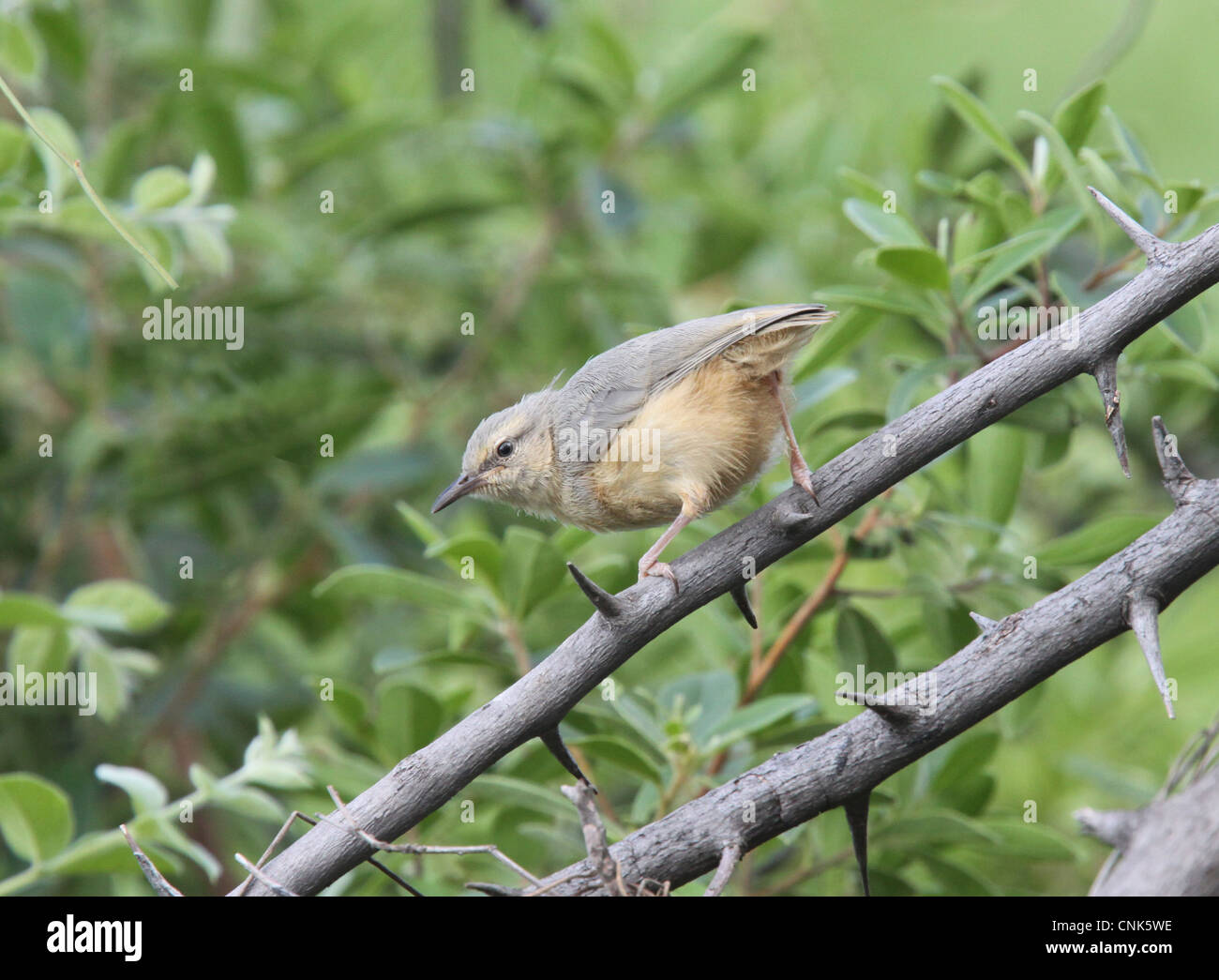 Long-billed Crombec (Sylvietta rufescens) adult, perched on branch in ...