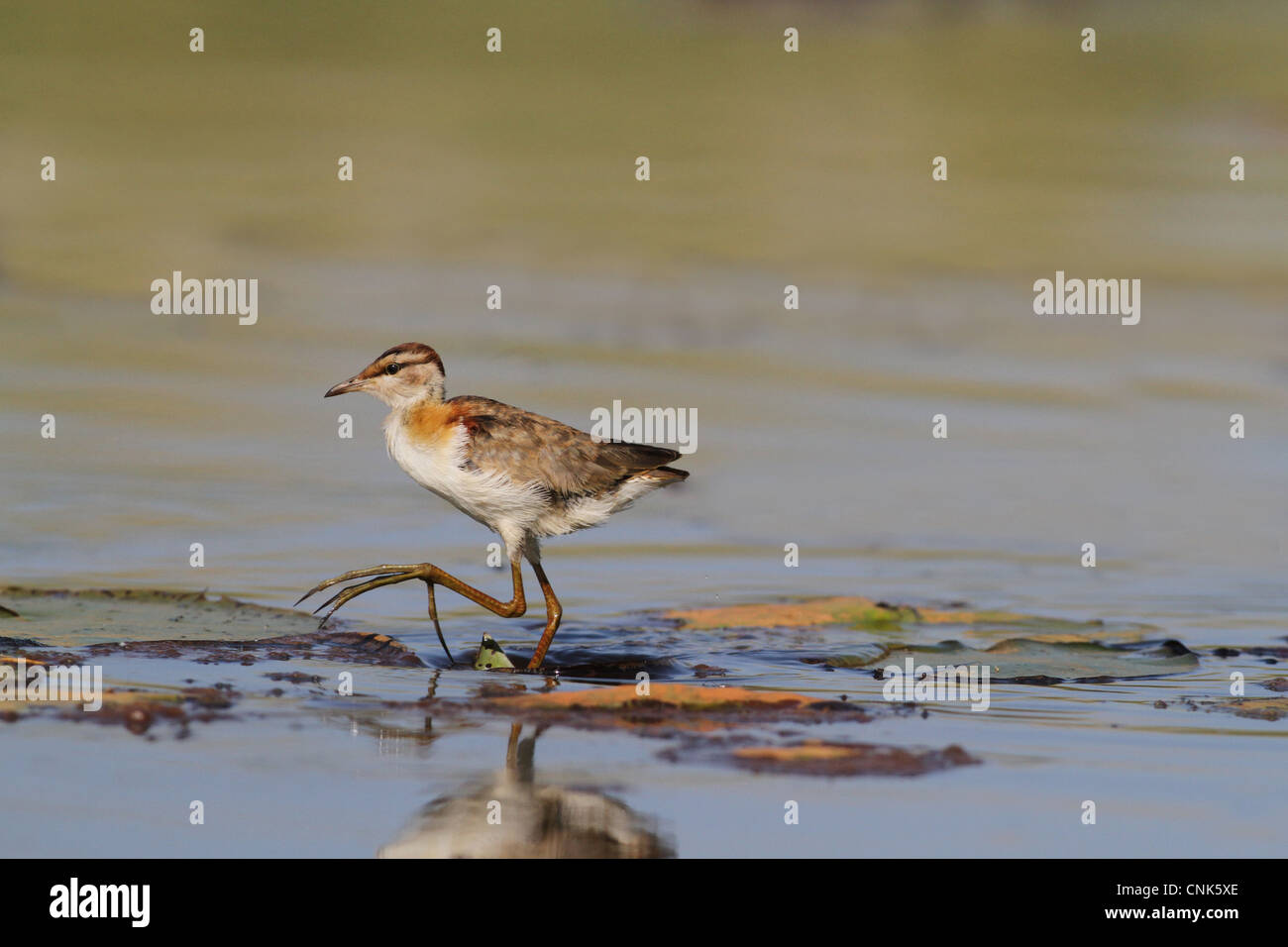 Lesser Jacana (Microparra capensis) adult, walking on waterlily pads in ...