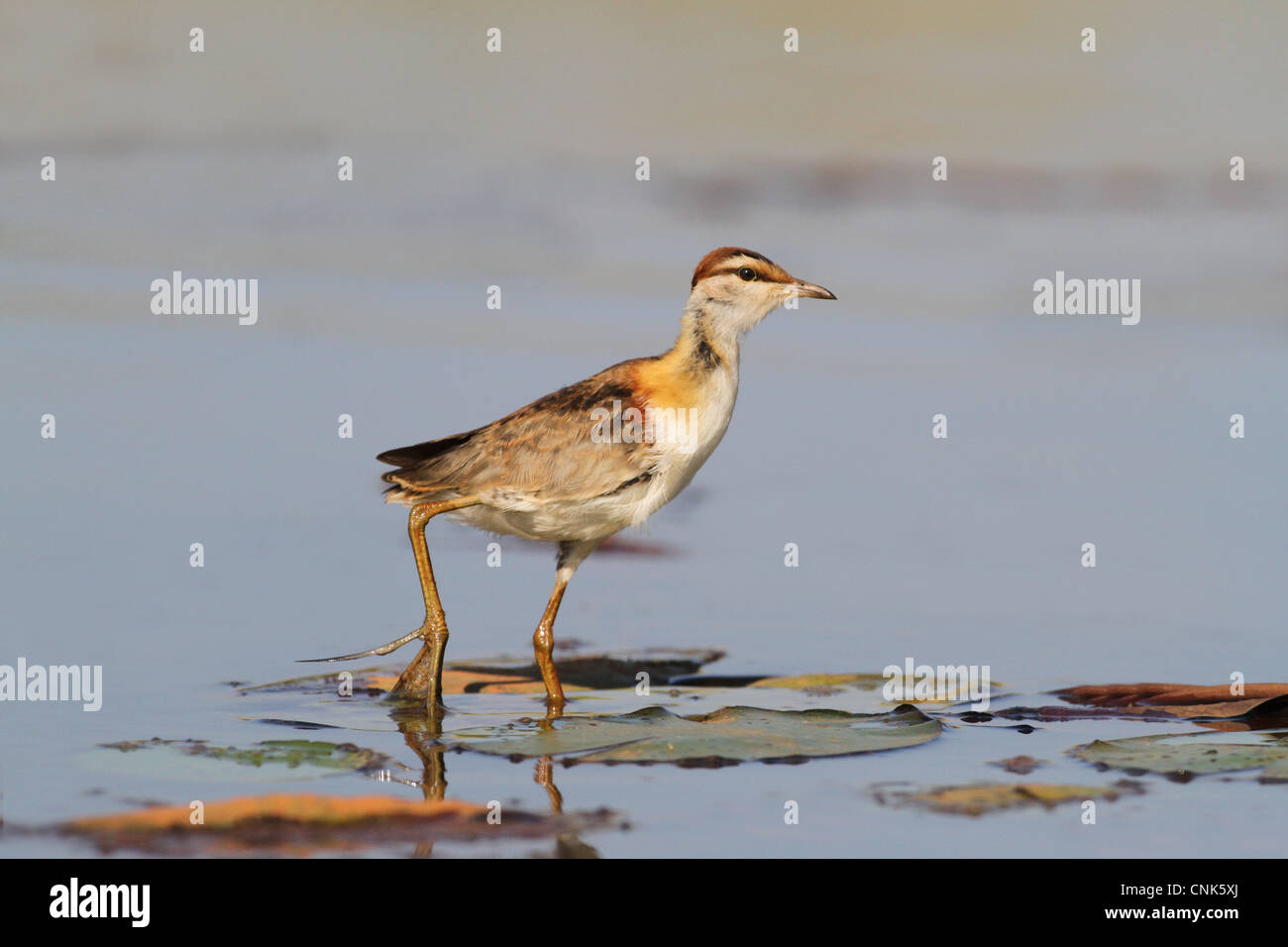 Lesser Jacana (Microparra capensis) adult, walking on waterlily pads in ...