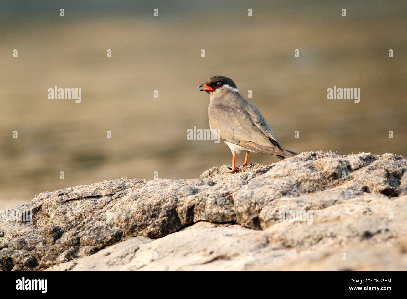 Rock Pratincole (Glareola nuchalis) adult male, standing on rocks ...