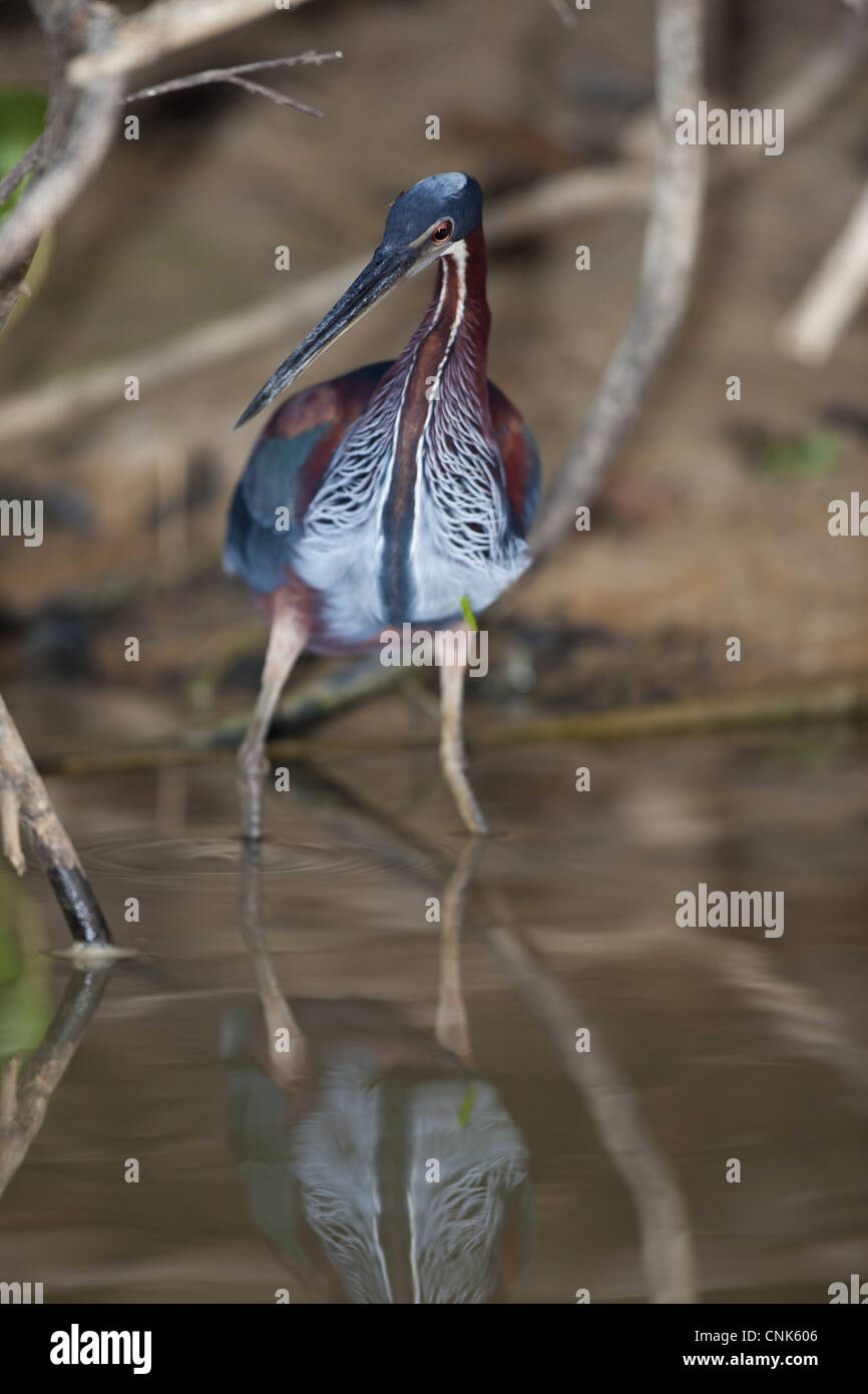 Agami Heron (Agamia agami) adult, hunting in river, Pixaim River ...