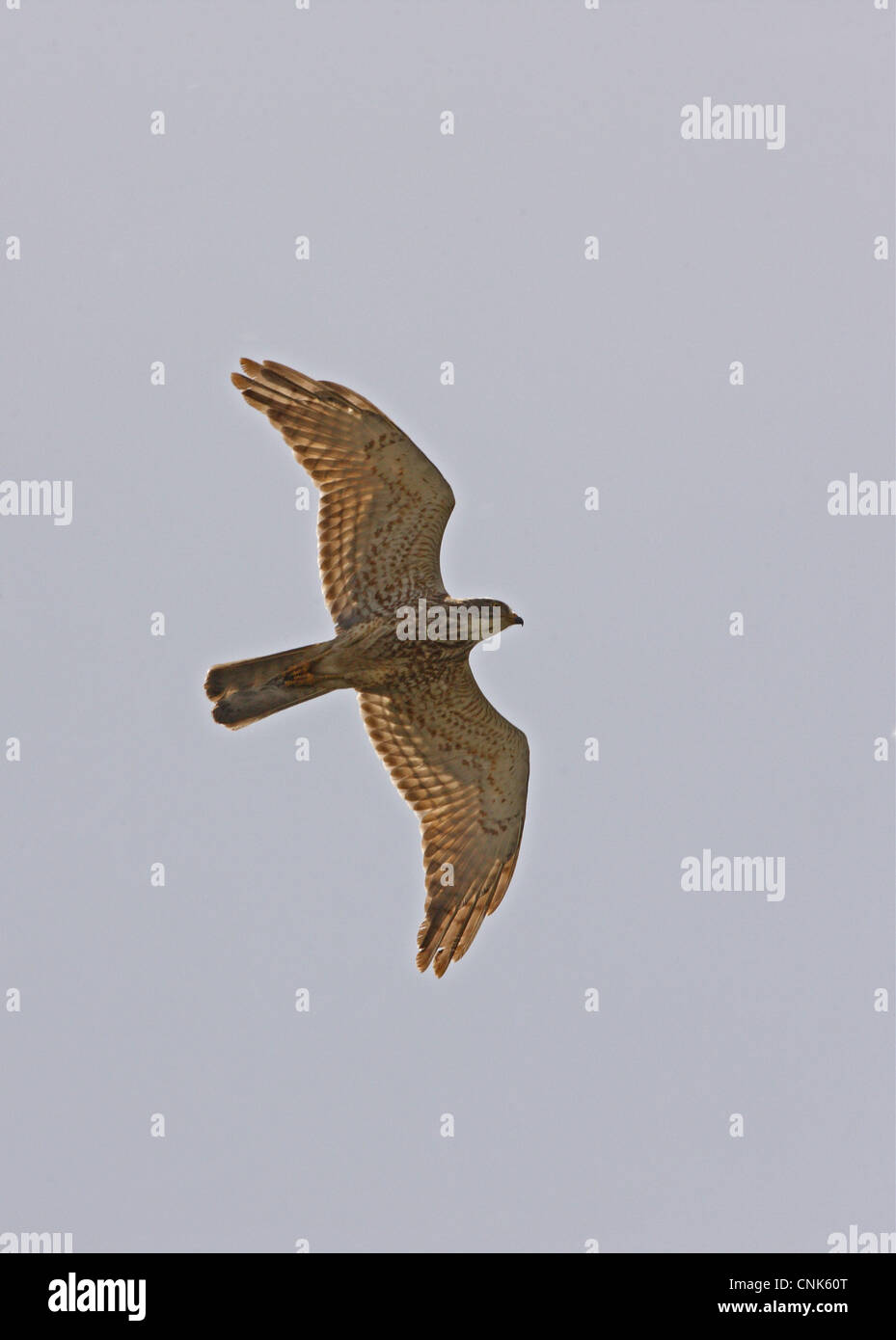 Grey-faced Buzzard (Butastur indicus) adult, in flight, Hebei, China ...