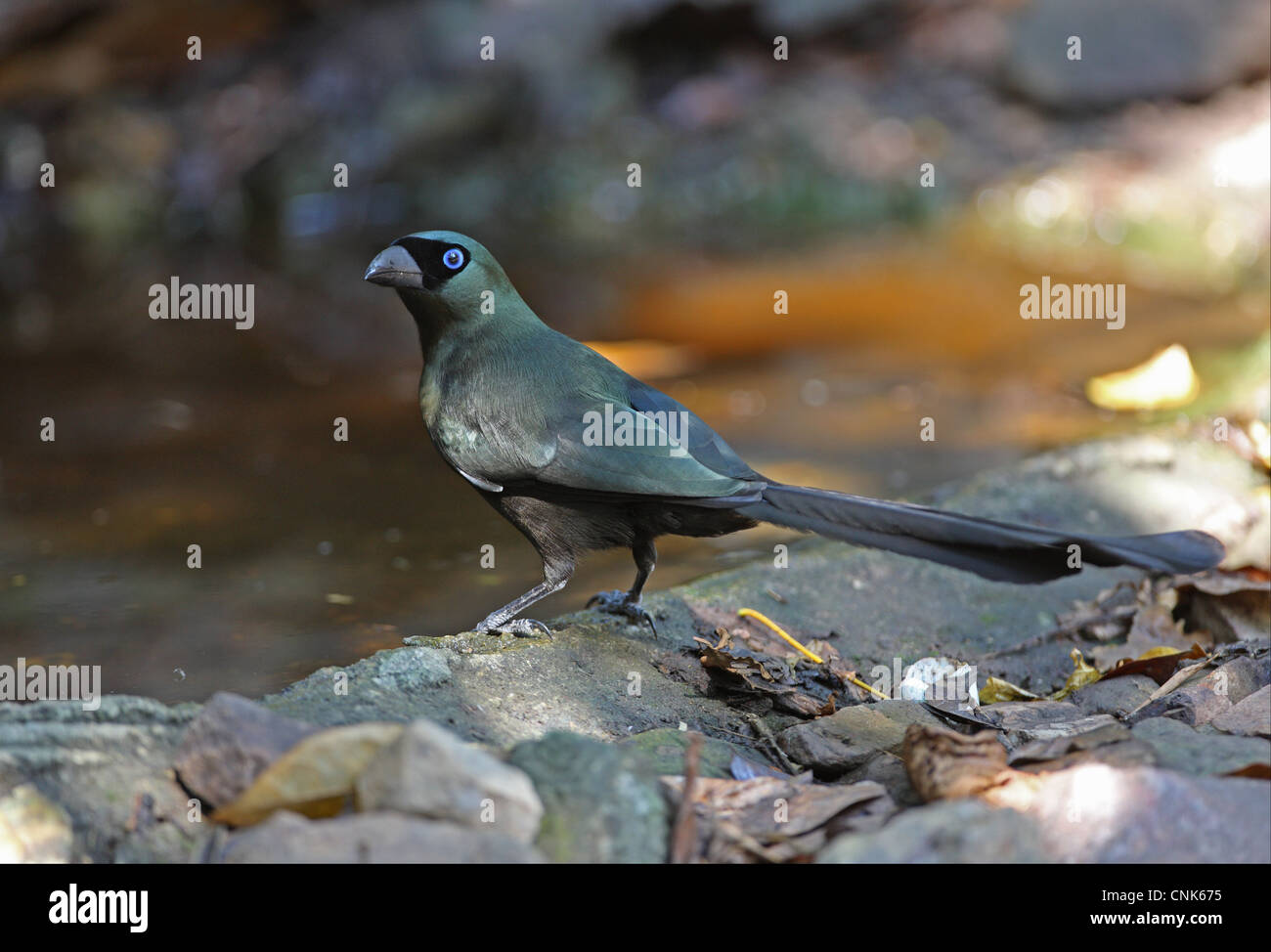 Racket tailed treepies hi-res stock photography and images - Alamy