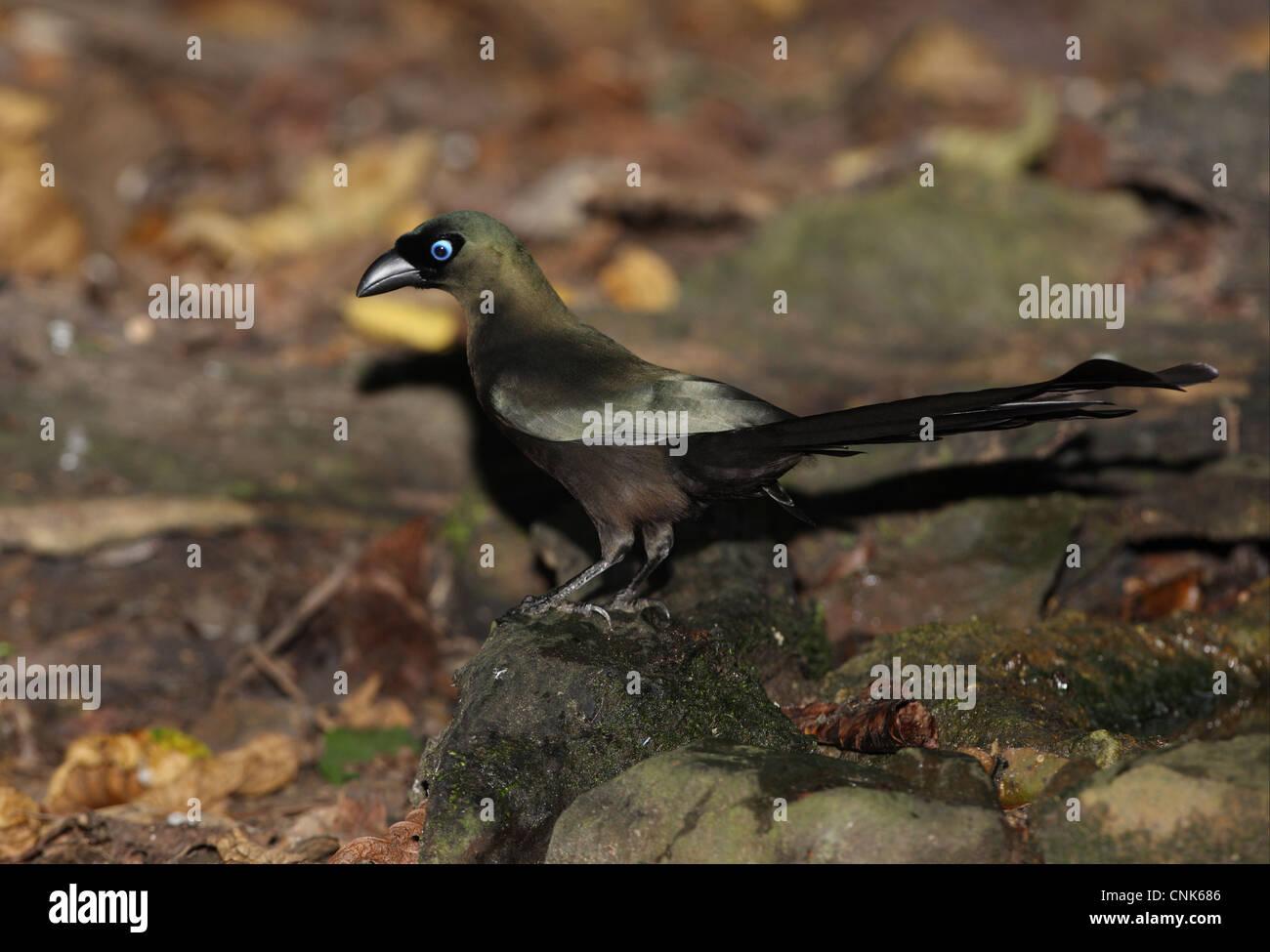 Racket tailed treepies hi-res stock photography and images - Alamy