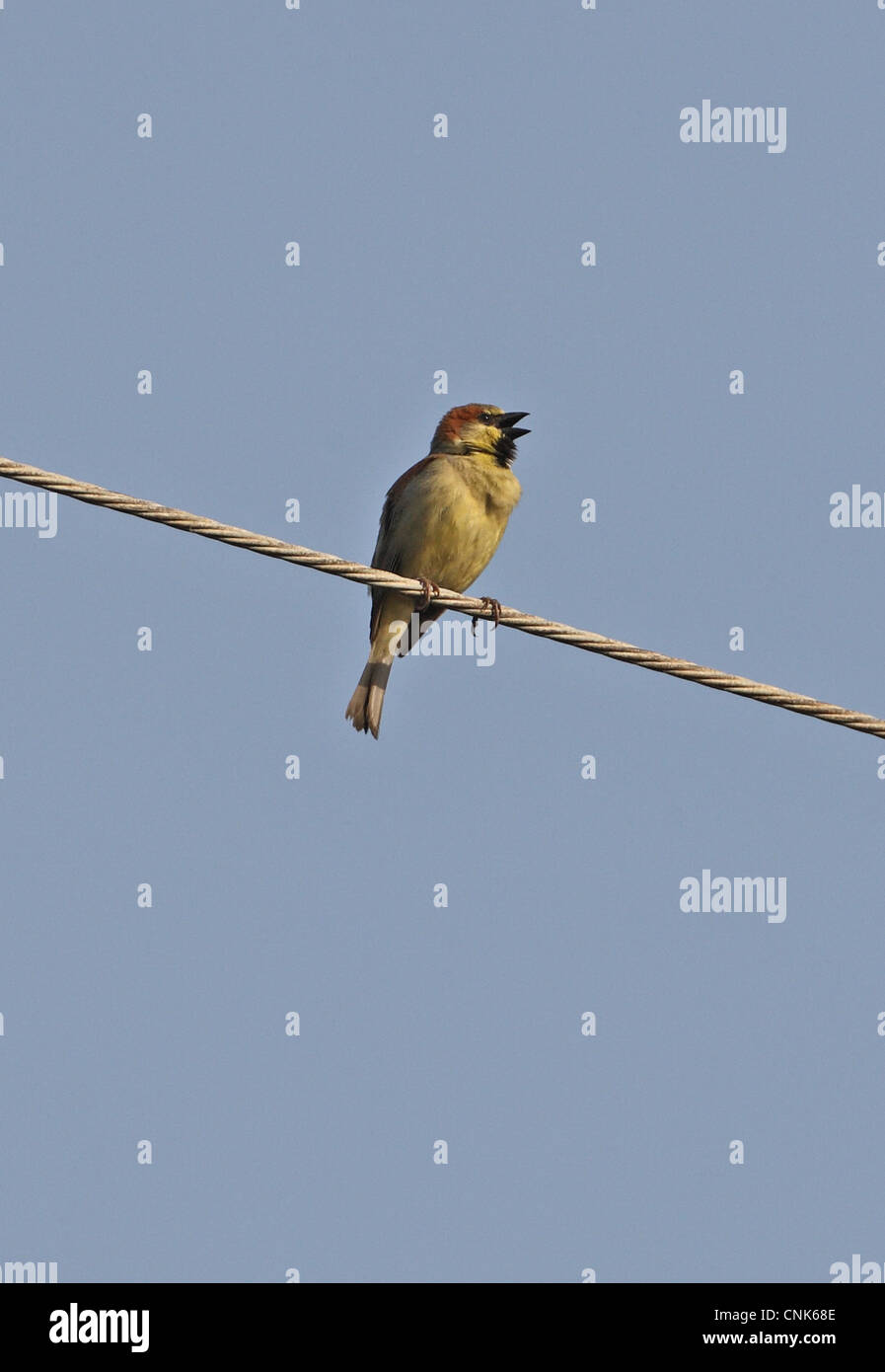 Plain backed sparrow hi-res stock photography and images - Alamy