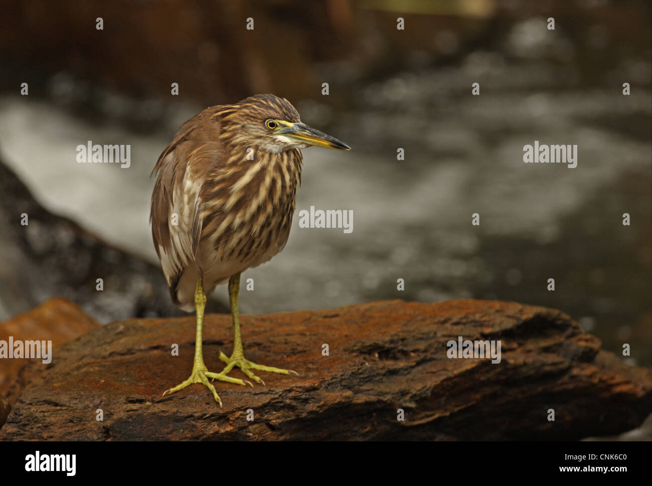 Chinese pond heron ardeola bacchus non breeding plumage hi-res stock ...