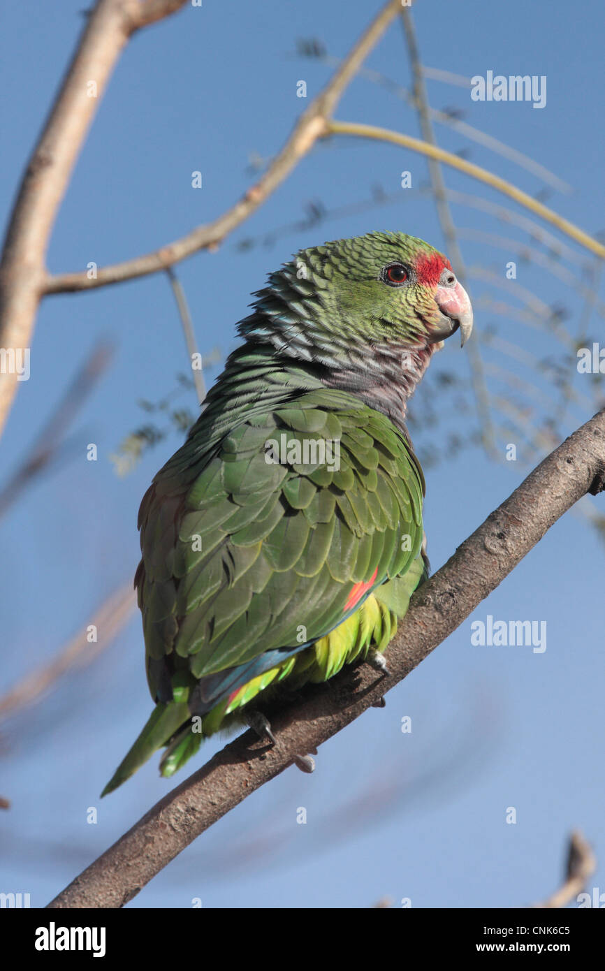 Argentine parrot hi-res stock photography and images - Alamy