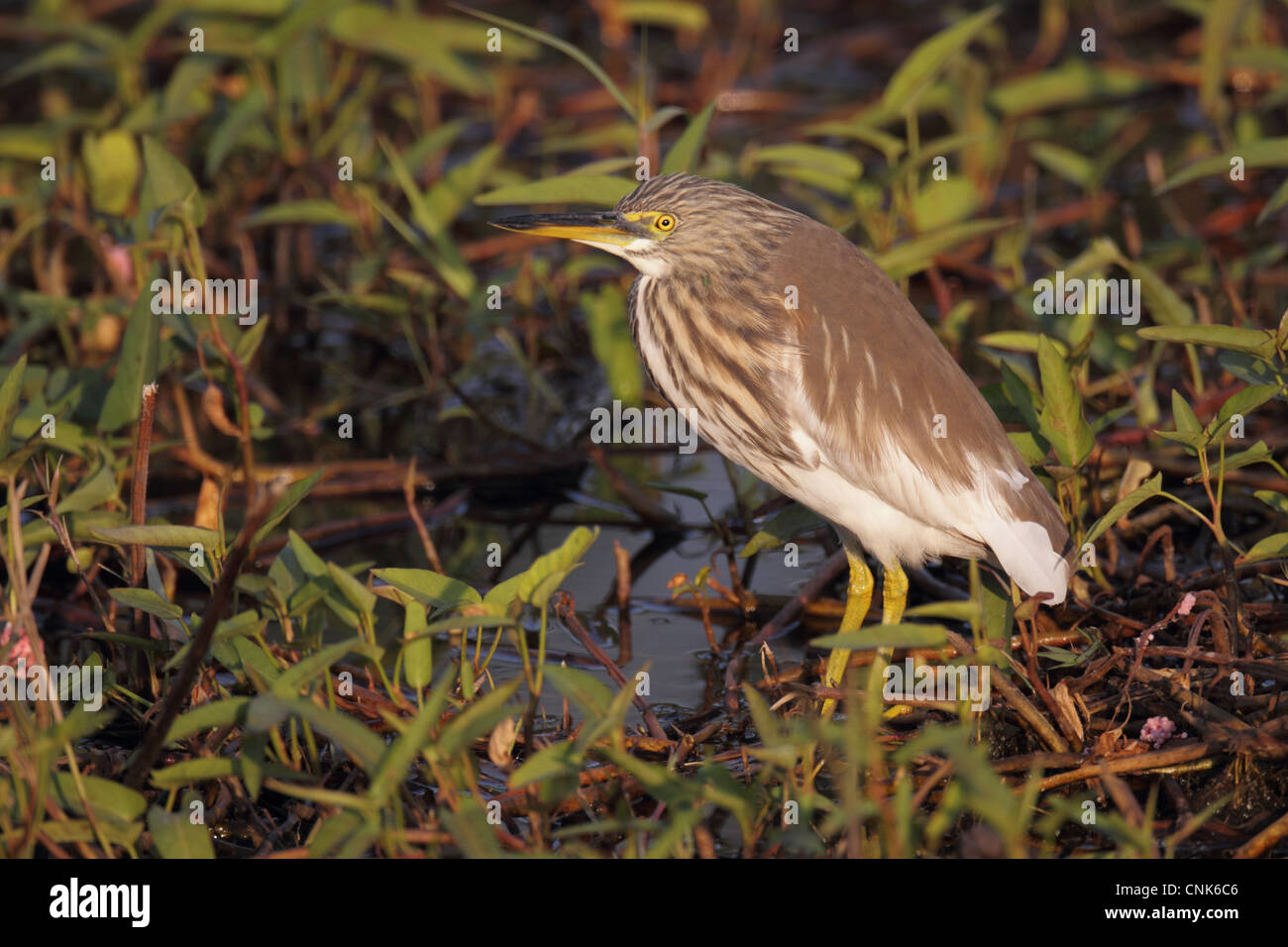 Chinese Pond-heron Ardeola bacchus adult non-breeding plumage standing in pond amongst aquatic ...