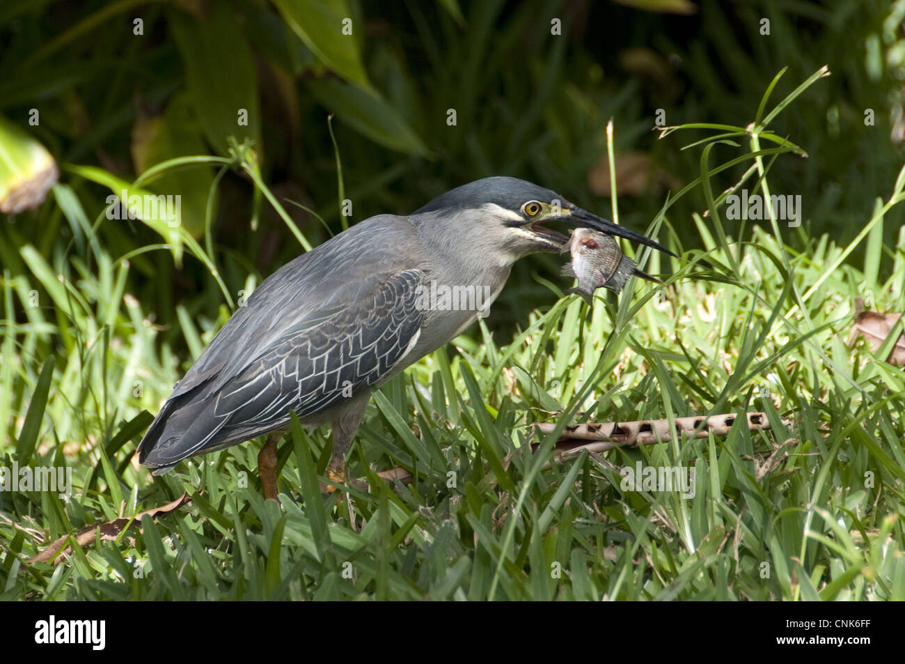 Javanicus hi-res stock photography and images - Alamy