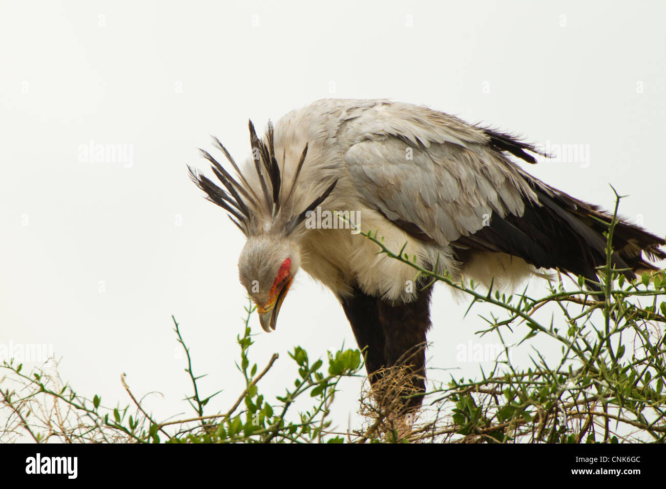 Secretary Bird Secretary Birds High Resolution Stock Photography and ...