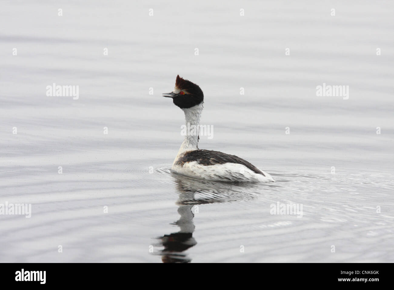 Hooded grebe hi-res stock photography and images - Alamy