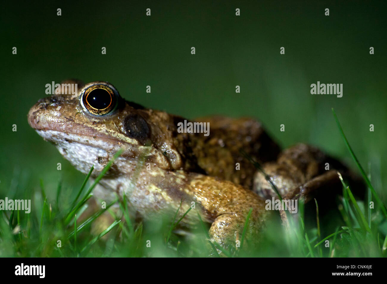 Night Time Backgarden Toad Stock Photo - Alamy
