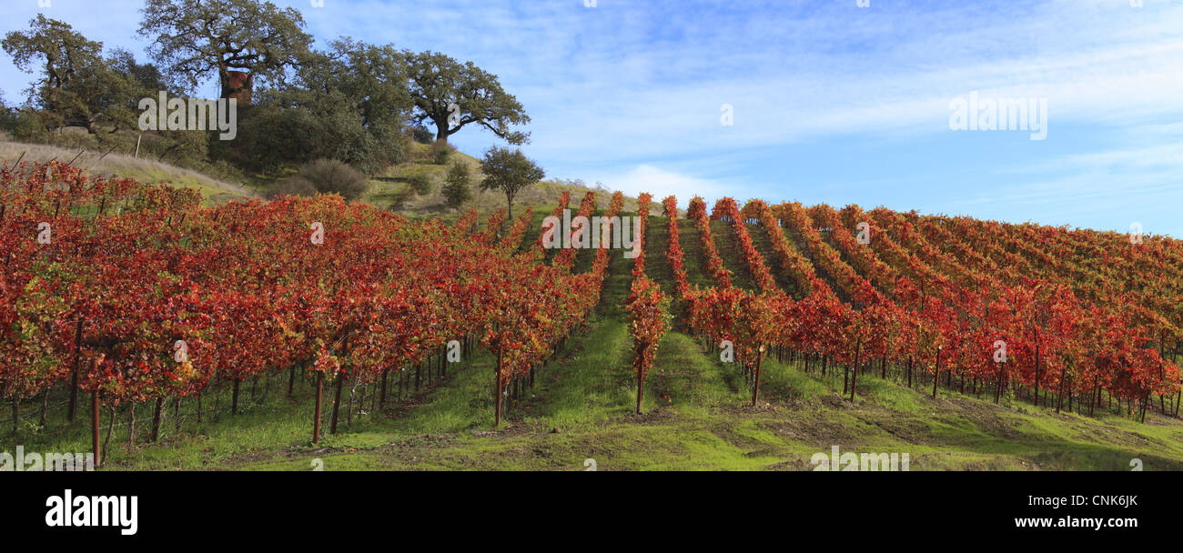 Sonoma county california vineyards hi-res stock photography and images ...