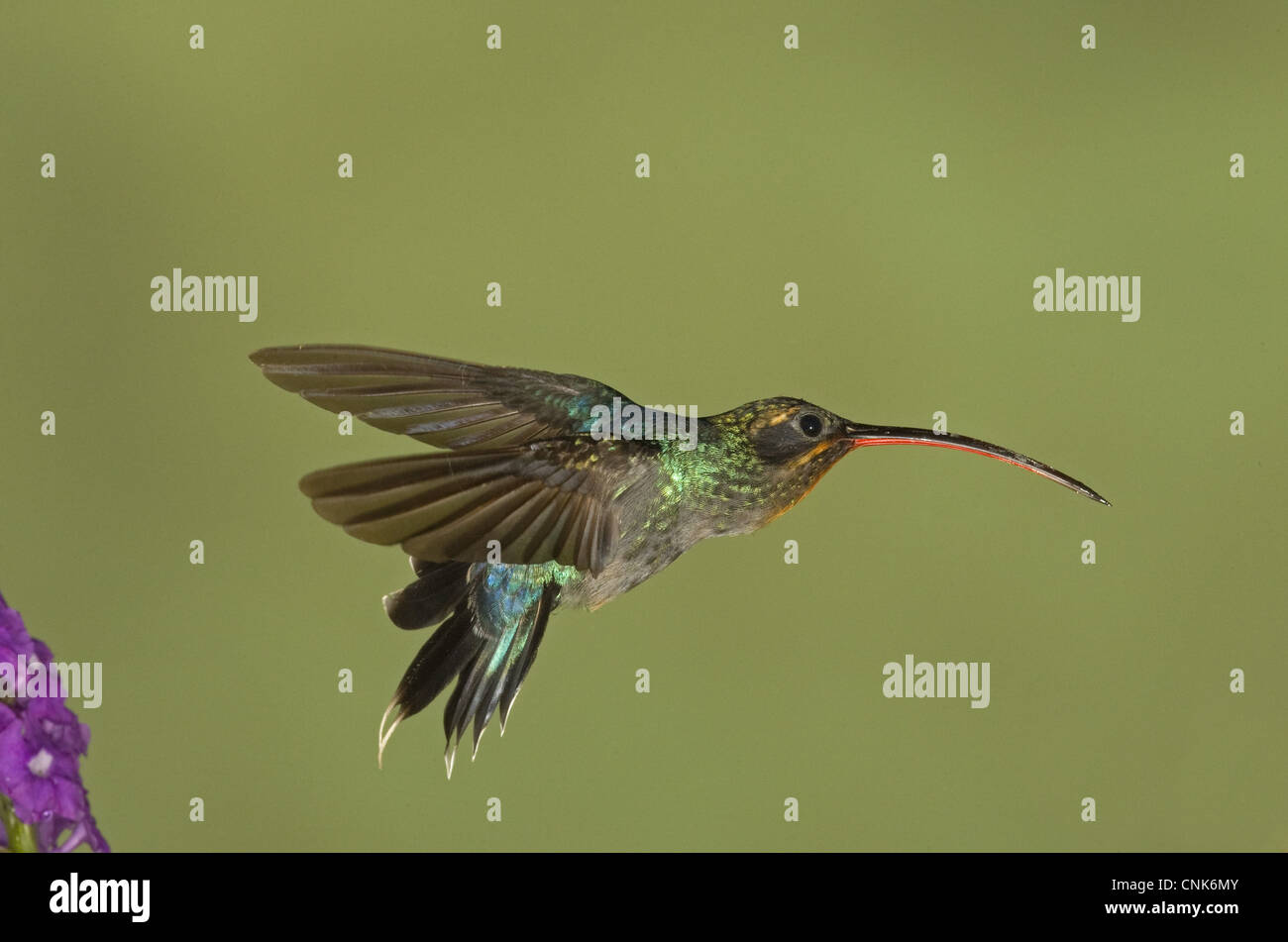 Green Hermit (Phaethornis guy) adult male, in flight, leaving flower ...