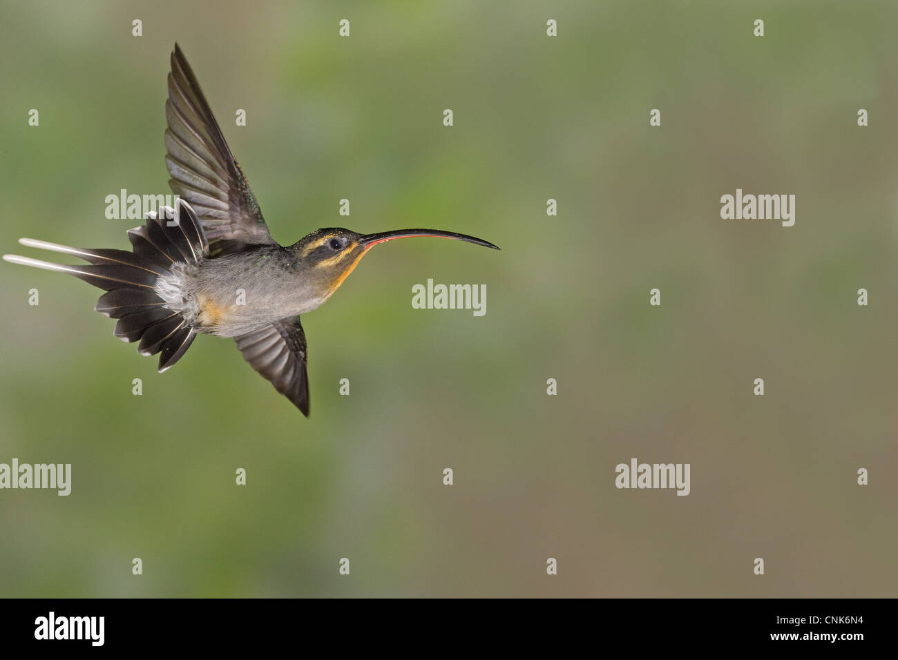 Green Hermit (Phaethornis guy) adult female, in flight, Costa Rica ...