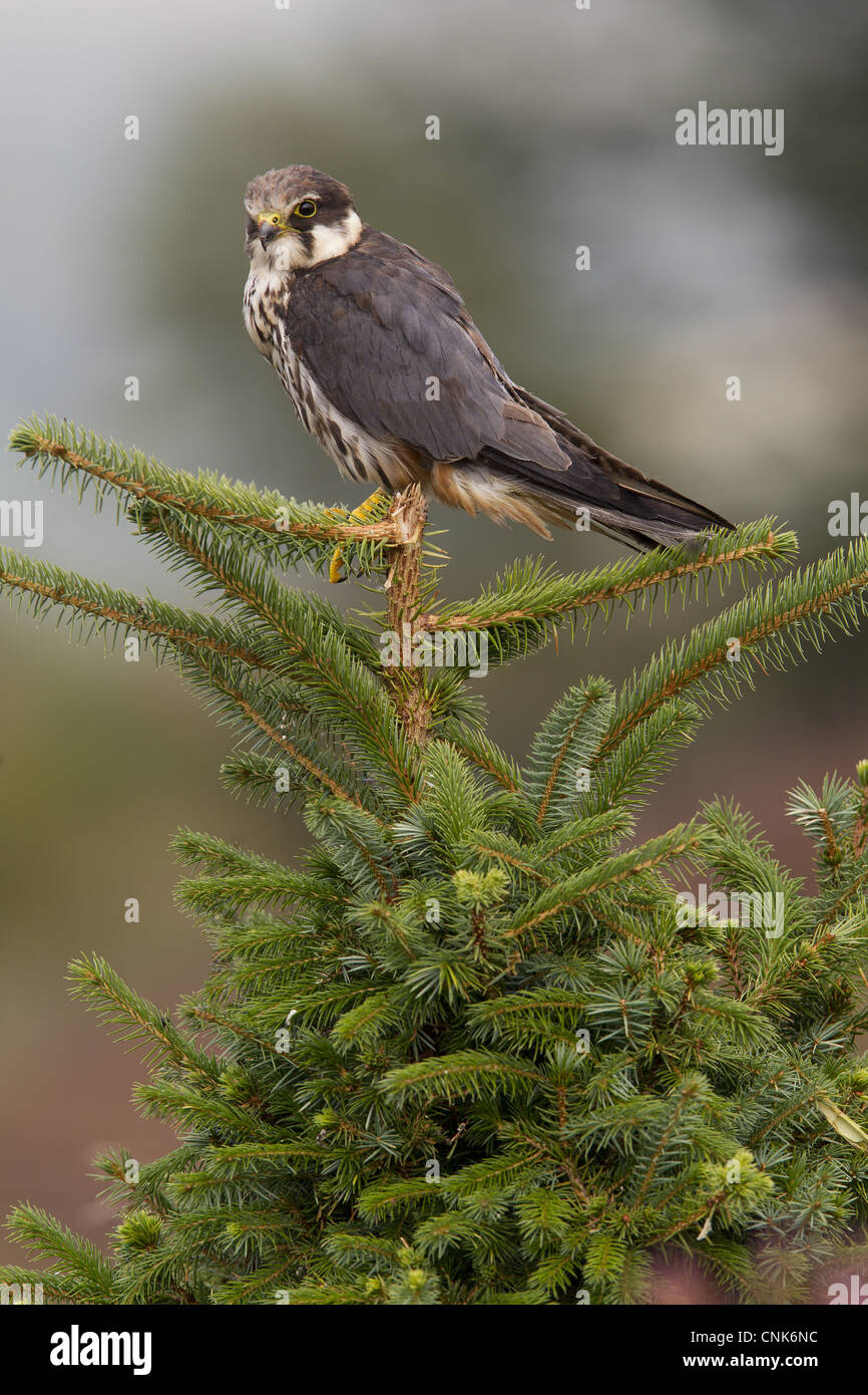 Northern hobby falco subbuteo hi-res stock photography and images - Alamy
