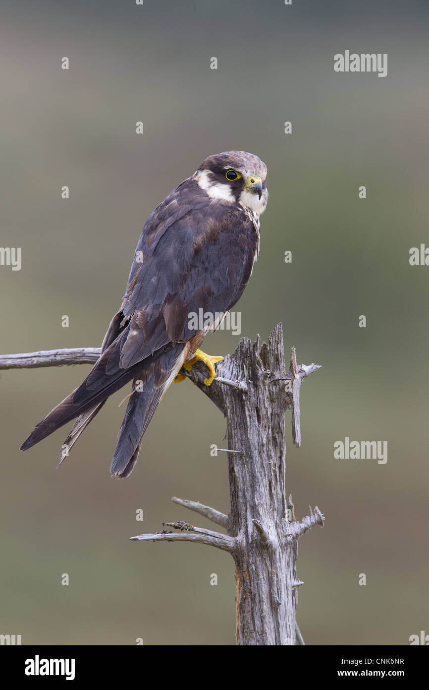 Northern hobby falco subbuteo hi-res stock photography and images - Alamy